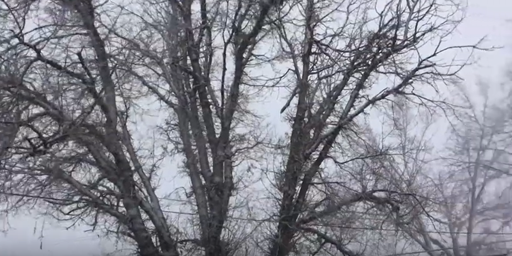 World Premiere: Denver Bomb Cyclone 2019, The Movie – Cypher Sessions